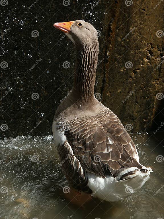 Goose stock photo. Image of quacking, animals, flying - 7329610