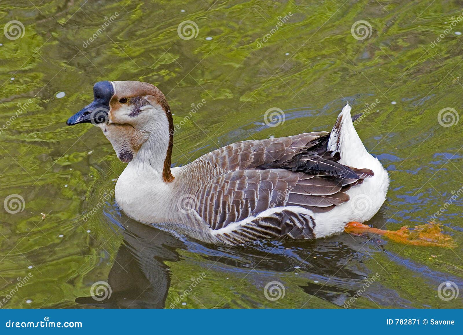 Goose stock image. Image of africa, beautiful, mandrian - 782871