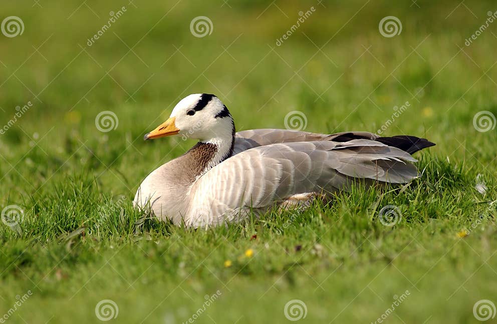 Goose stock photo. Image of striped, colourful, wildfowl - 844454