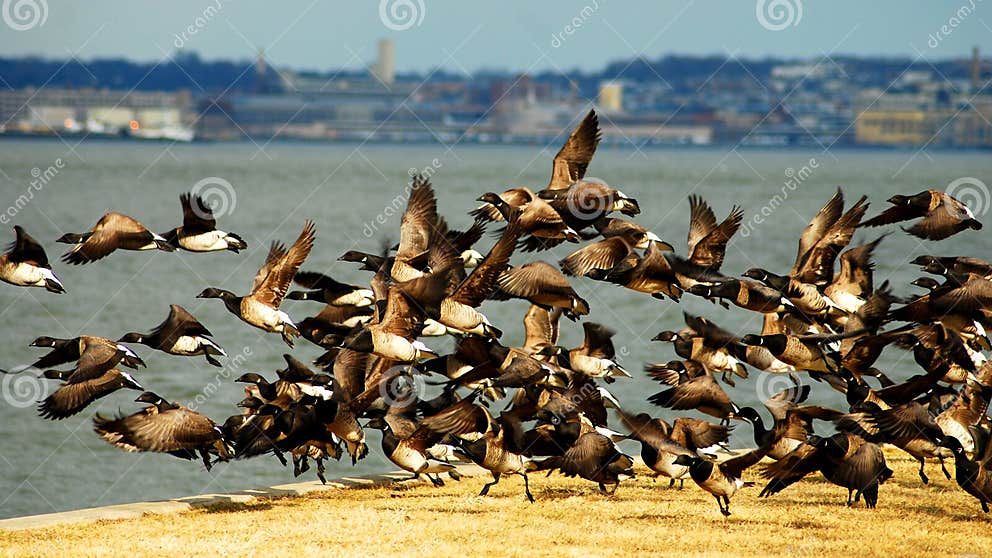 Goose stock image. Image of wild, scared, nature, startled - 8822045