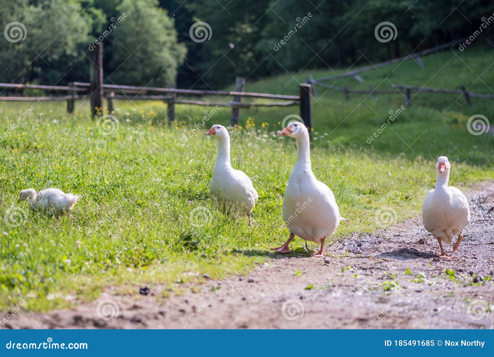 Goose - Adorable Animal. Concept of Connection with Nature Stock Image ...