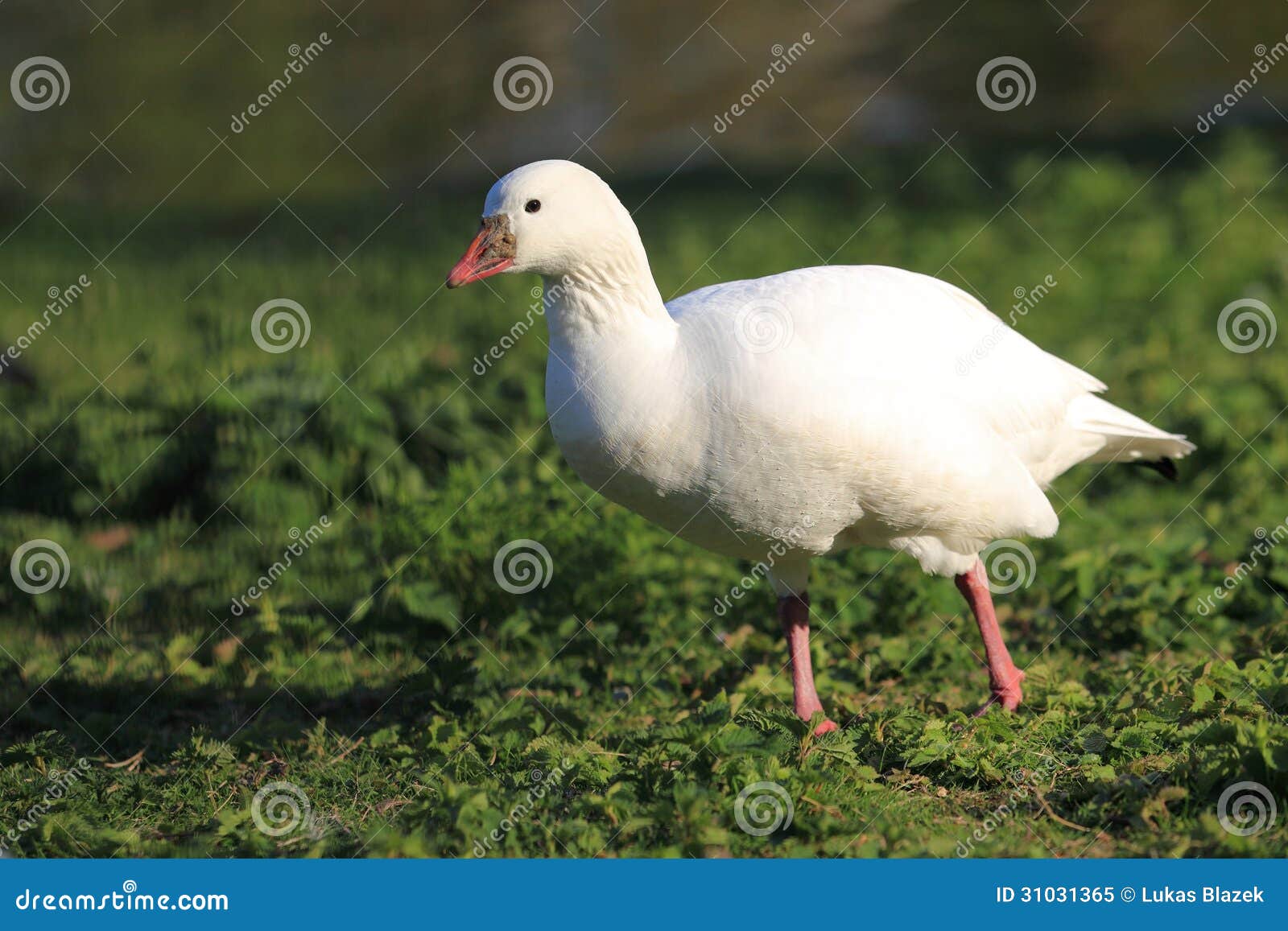 Goose stock image. Image of domesticus, bird, bill, anser - 31031365