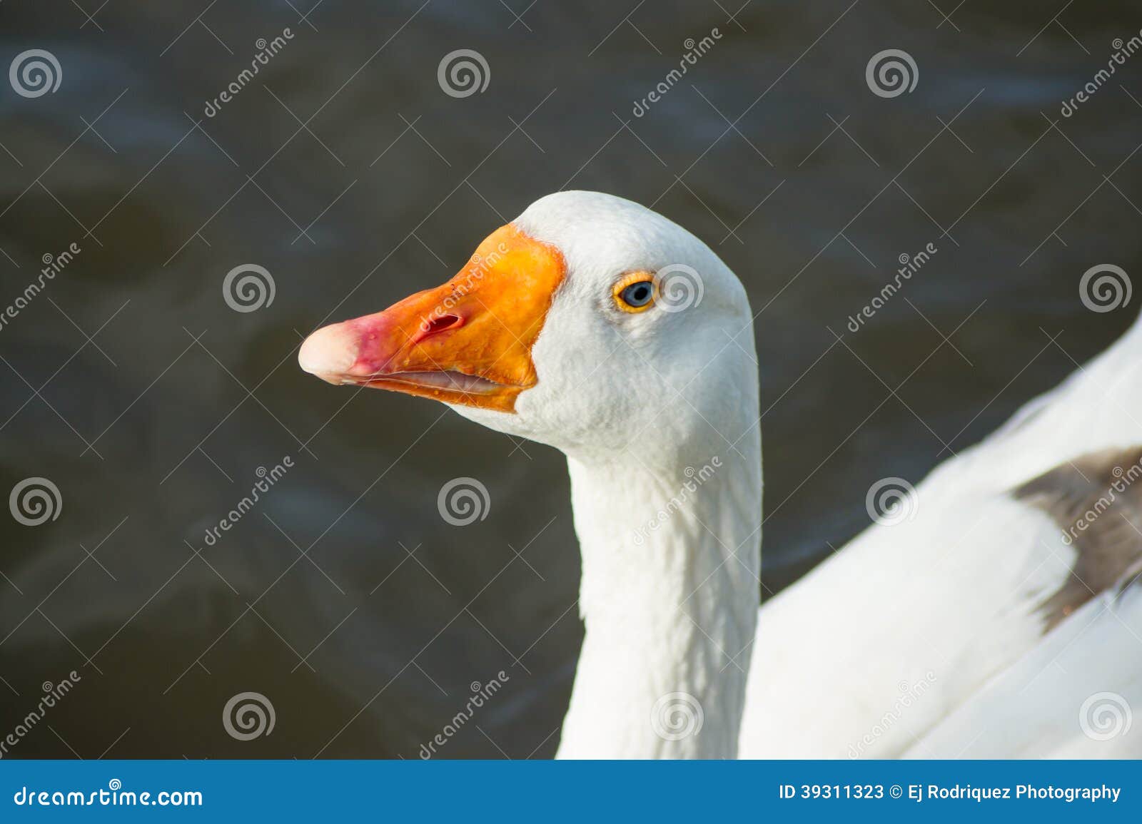 The Goose in the Afternoon Light. Stock Image - Image of bathing, geese ...