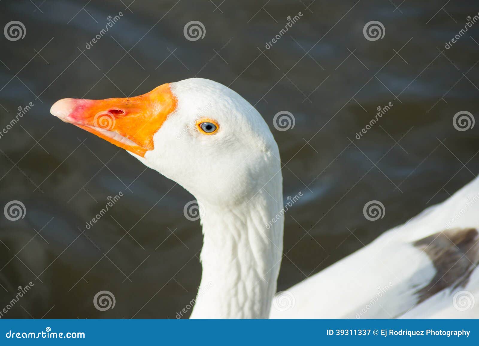 The Goose in the Afternoon Light. Stock Image - Image of cute, blue ...