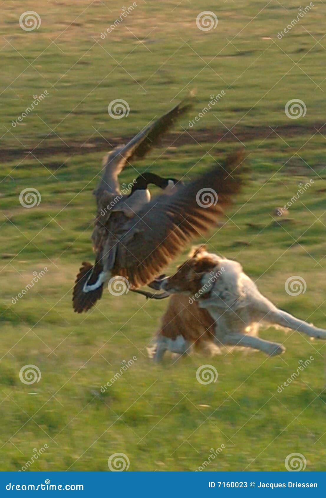 Goose attack stock image. Image of flight, protect, instinct - 7160023