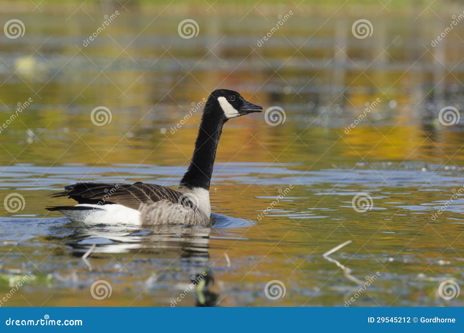 Goose and Autumn Colors stock photo. Image of lake, isolated - 29545212