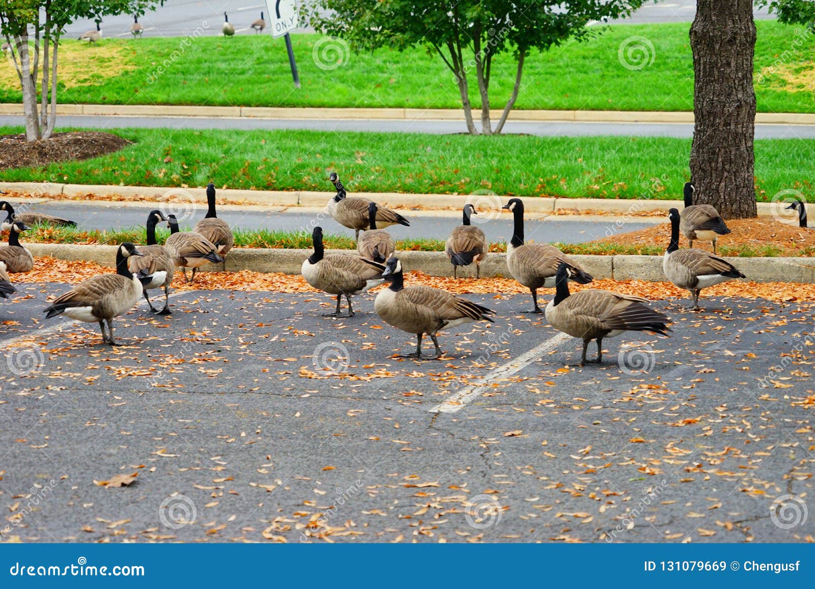 Goose and fall stock image. Image of birds, bird, game - 131079669