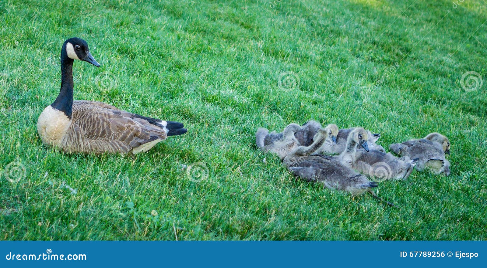Goose and Babies stock photo. Image of geese, watching - 67789256