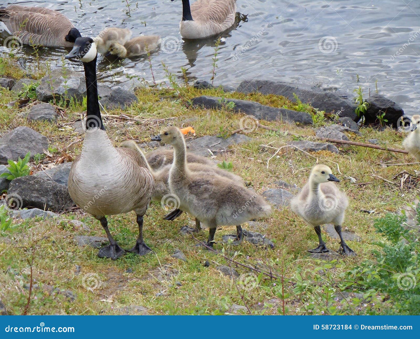 Goose & Babies stock photo. Image of bird, black - 58723184