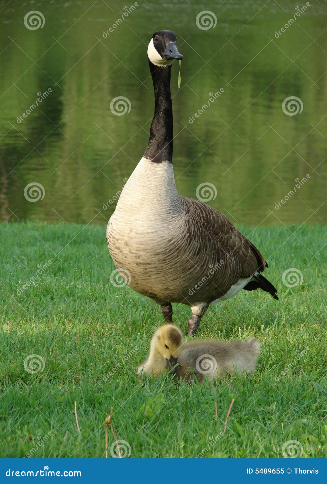 Goose And Baby Picture. Image: 5489655