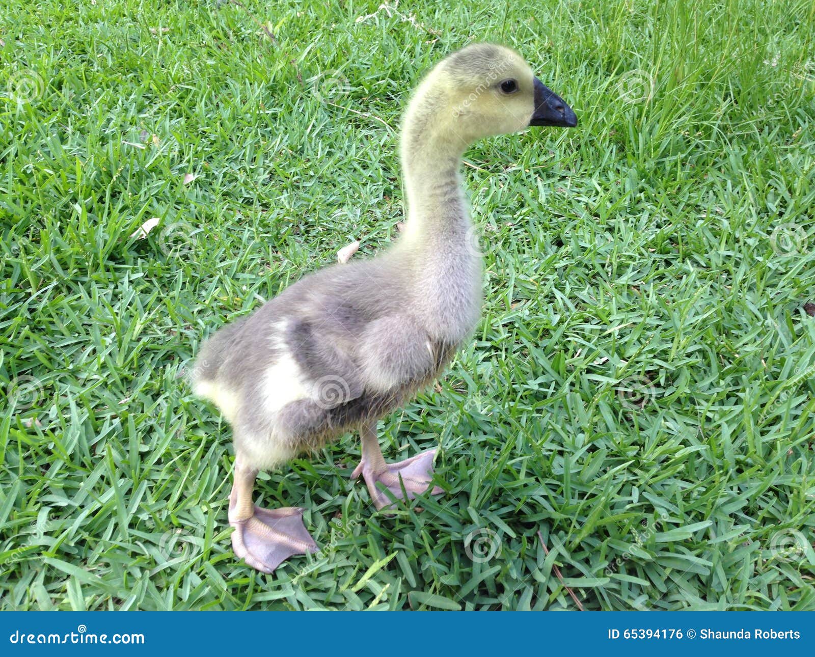 Goose Baby stock photo. Image of animals, small, baby - 65394176