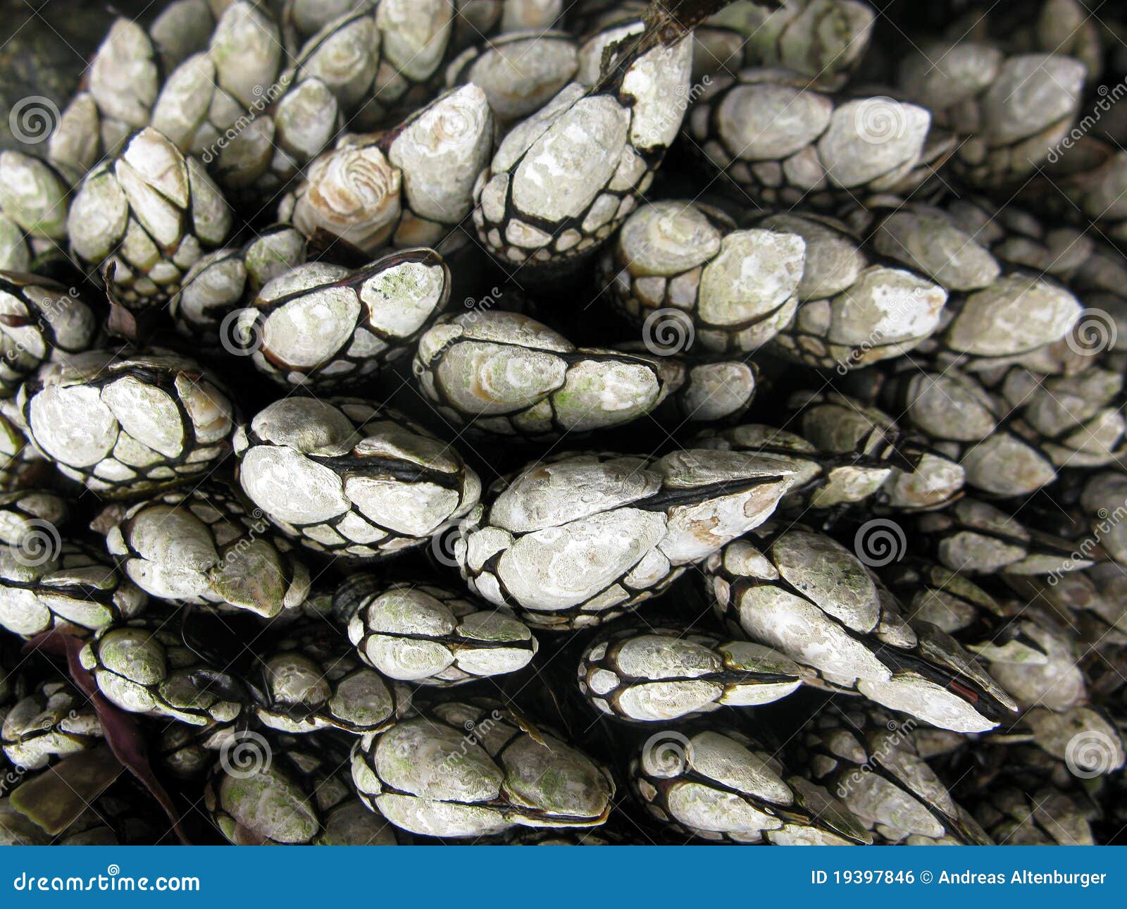 Goose barnacle stock photo. Image of rock, saltwater - 19397846