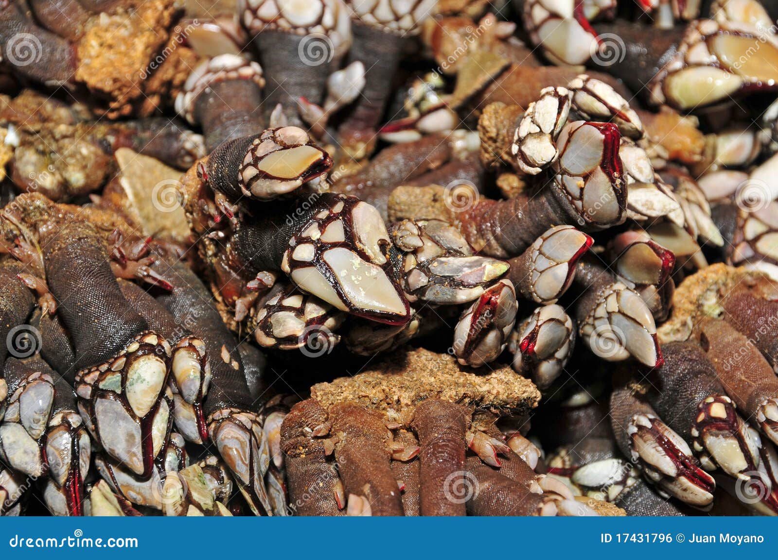 Goose barnacles stock photo. Image of fresh, europe, food - 17431796
