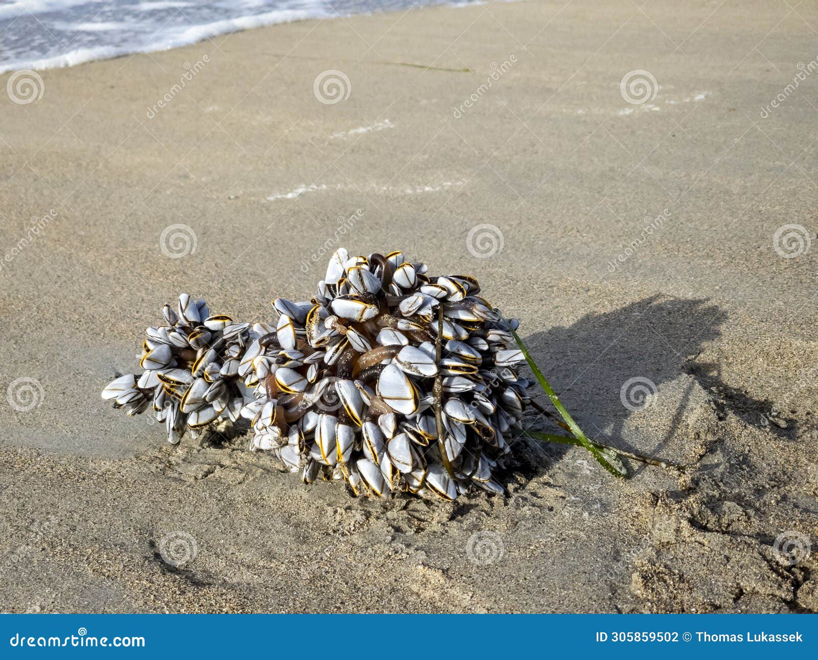 Goose Barnacles Barnacle on a Bottle at Sea Beach Stock Photo - Image ...