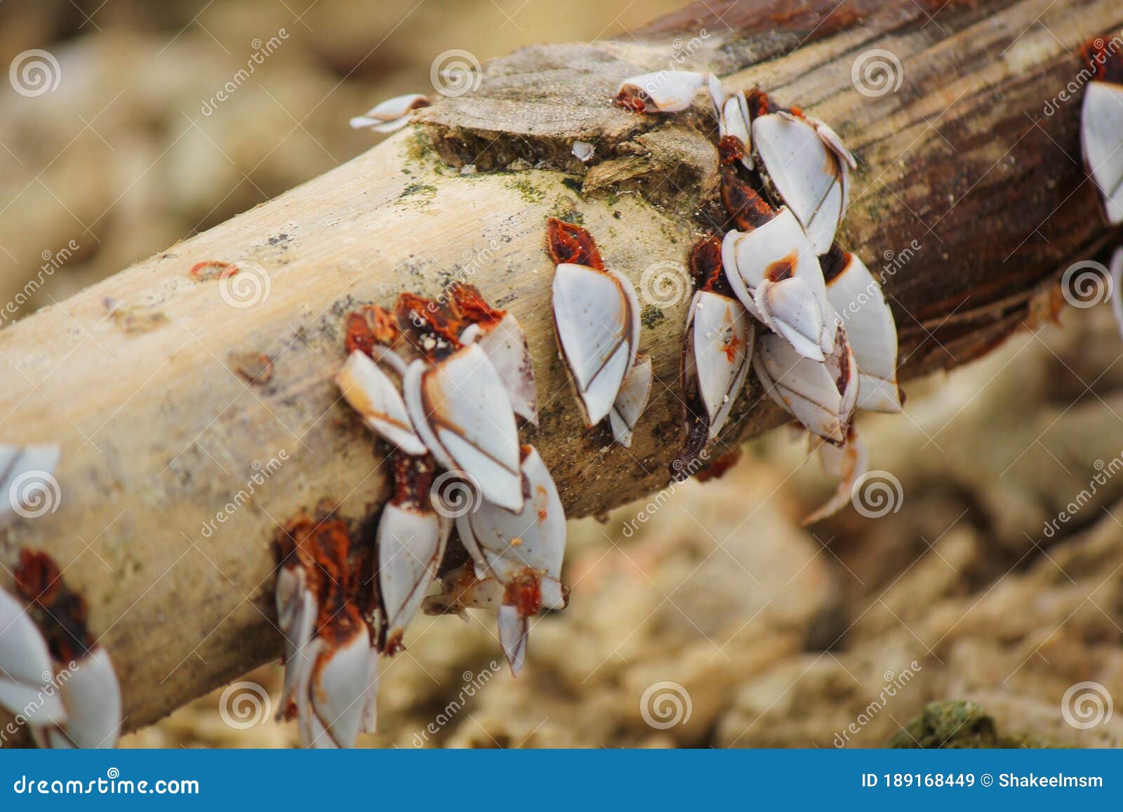 Goose Barnacles Barnacle at Sea Beach Stock Image - Image of barnacles ...