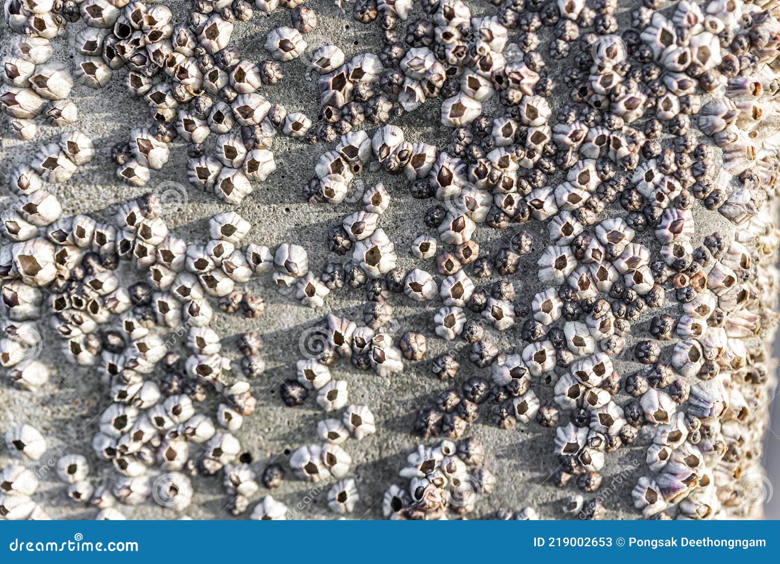 Goose barnacles stock image. Image of seashore, coast - 219002653