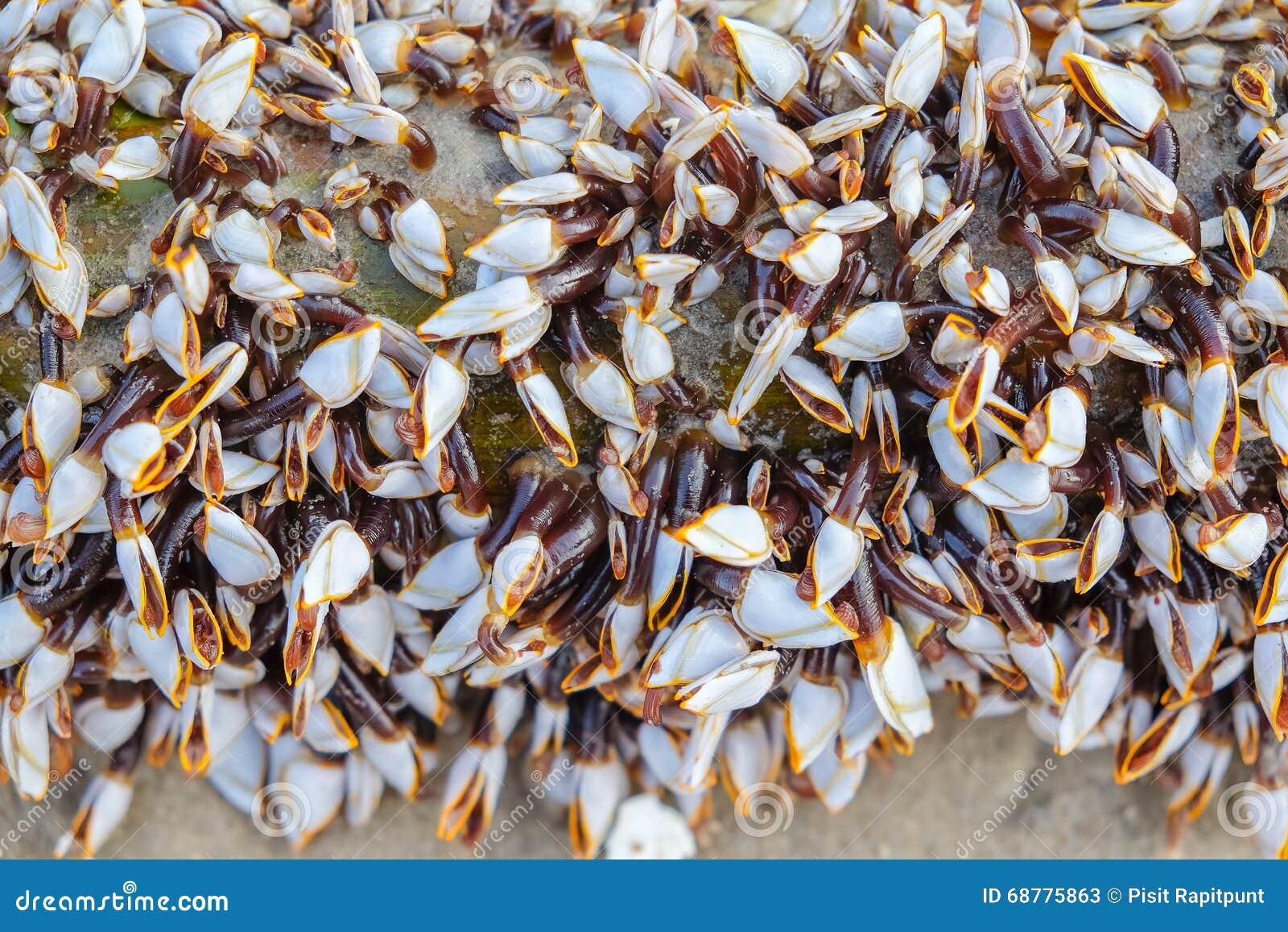 Goose Barnacles or Gooseneck Barnacles on Lumber. Stock Image - Image ...