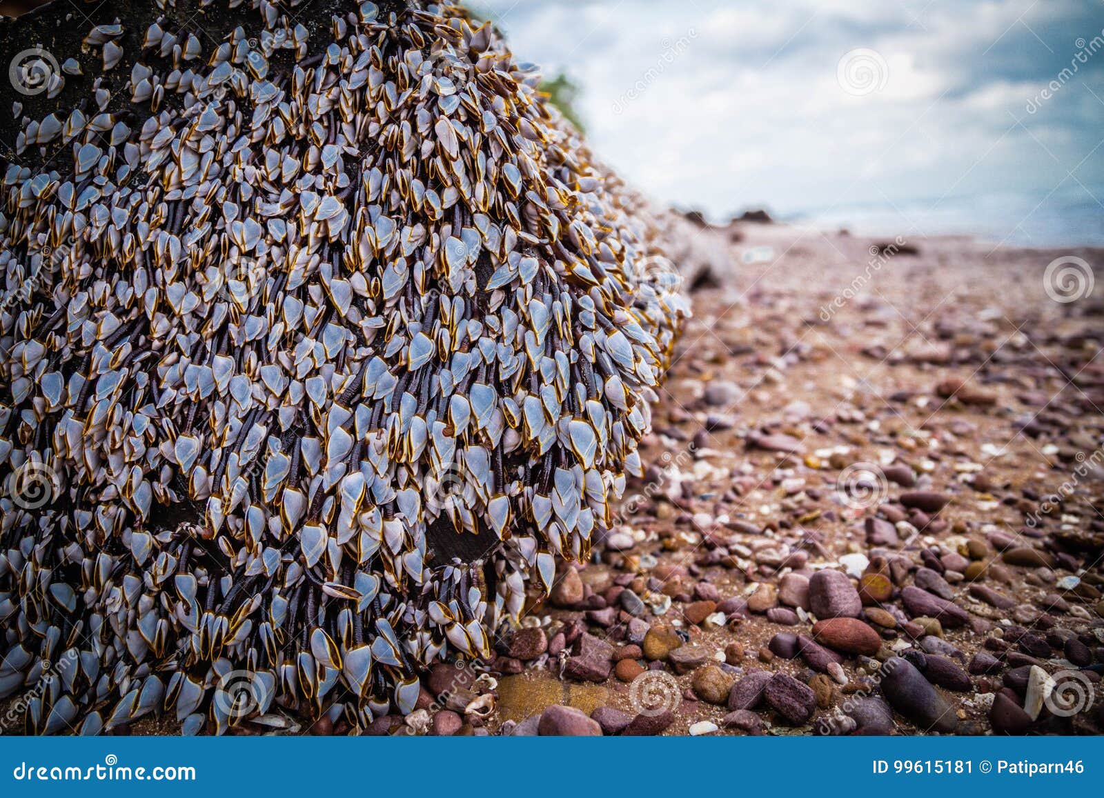 Goose barnacles stock image. Image of crustacean, pacific - 99615181