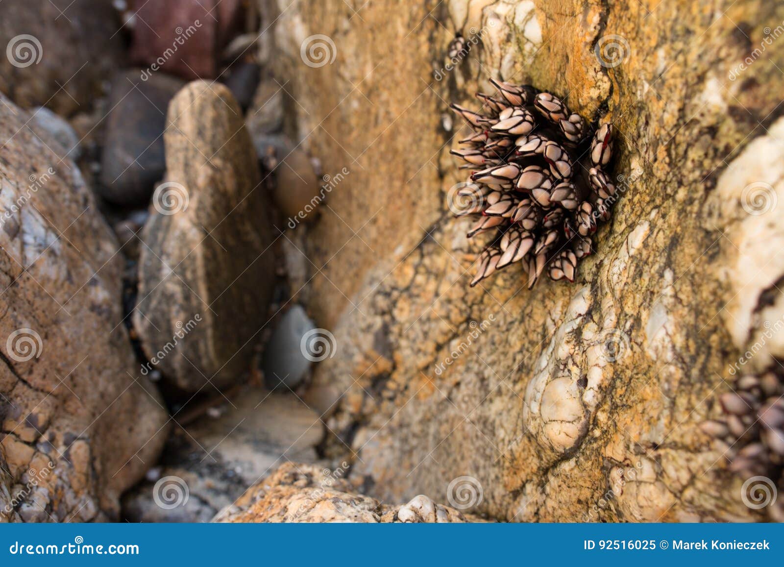 Goose barnacles, percebes stock image. Image of view - 92516025