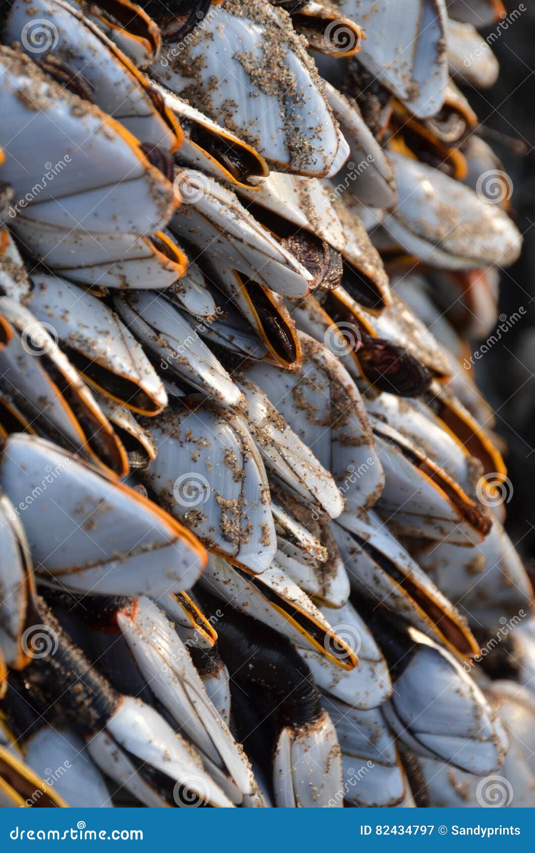 Goose barnacles stock image. Image of water, shells, salt - 82434797
