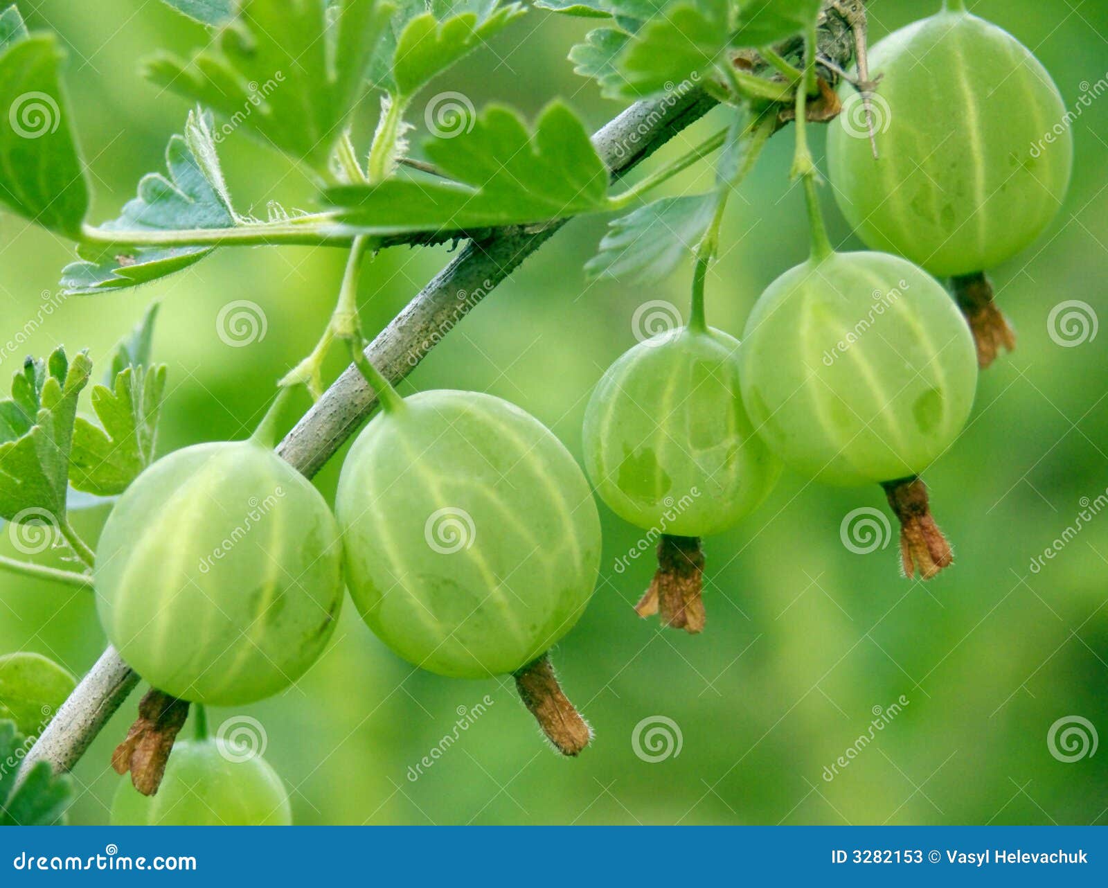 Goose berry stock image. Image of green, color, nutrition - 3282153