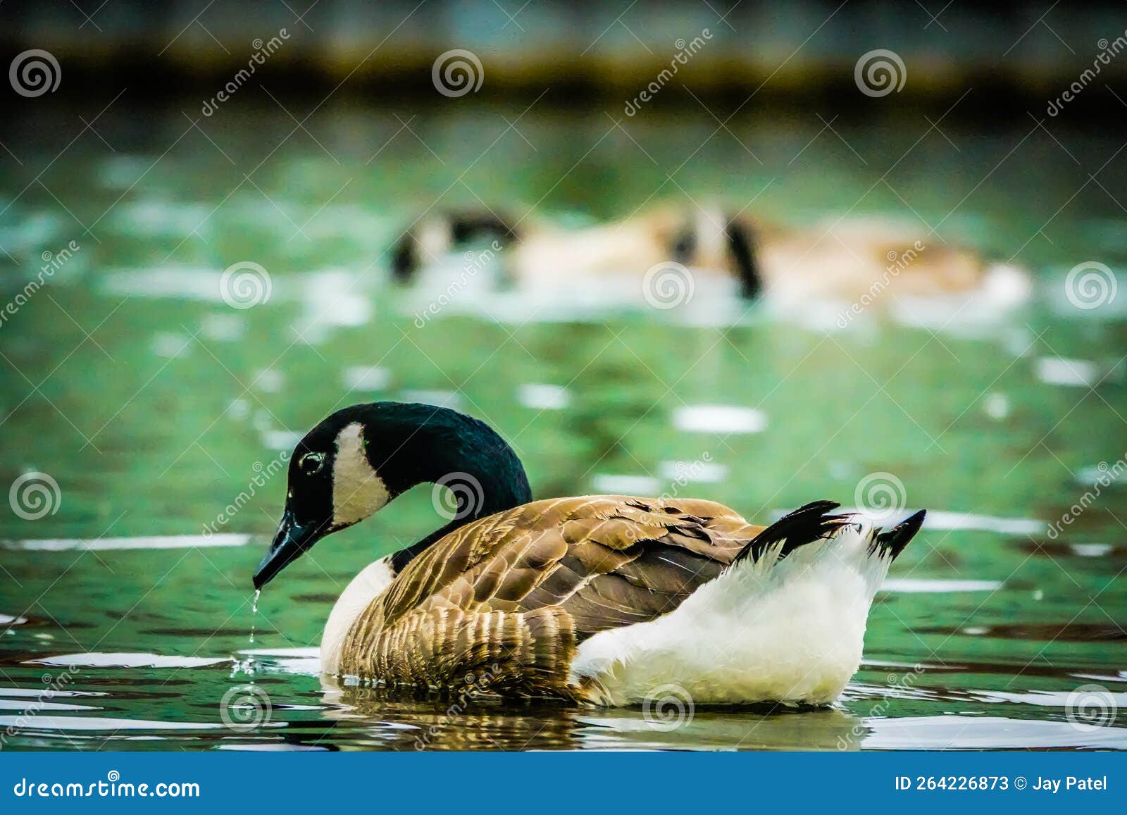 Goose Bird stock image. Image of pond, animal, waterfowl - 264226873