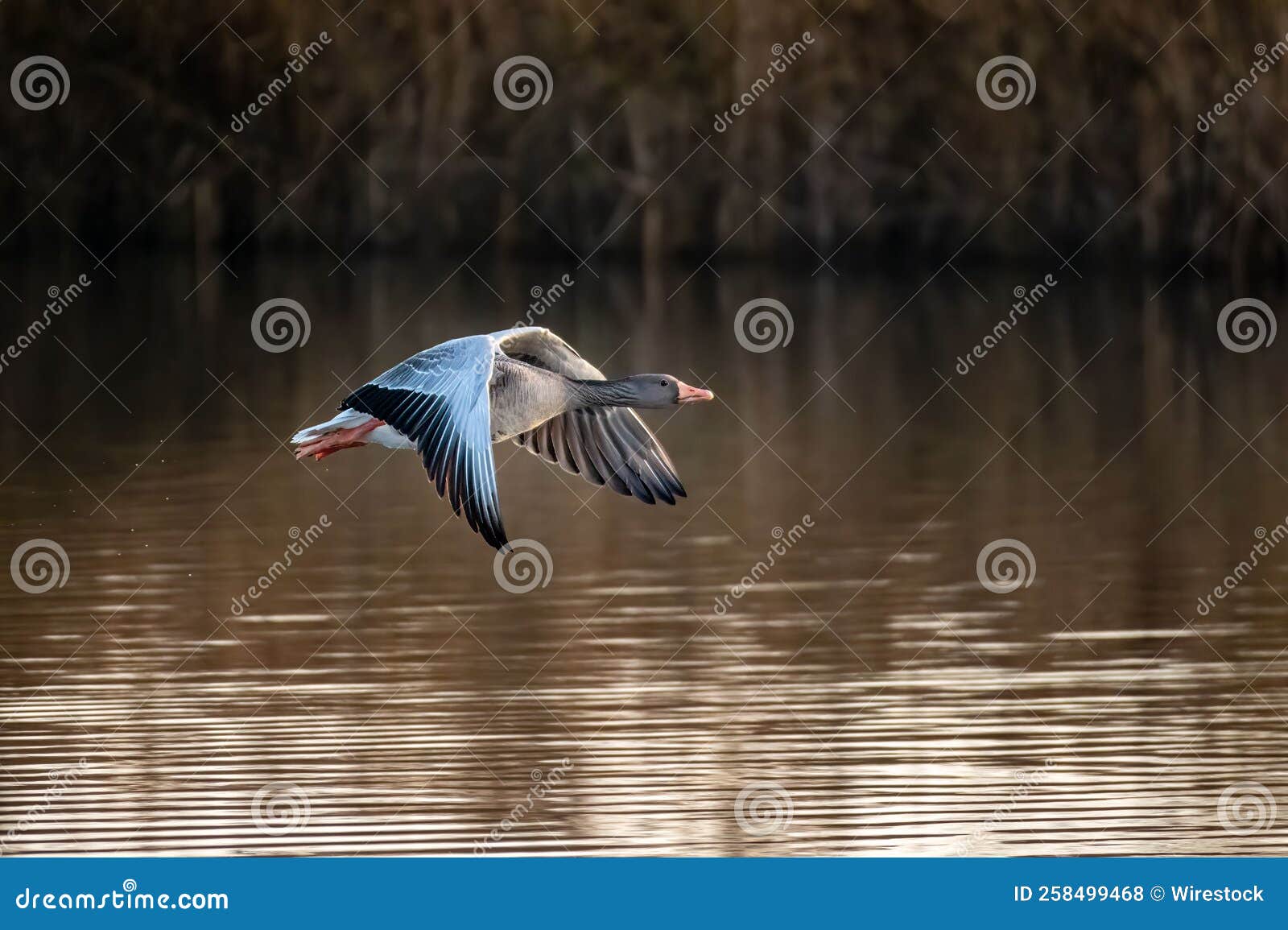 Goose Bird Flying Over Water with Visible Reflections on the Surface ...