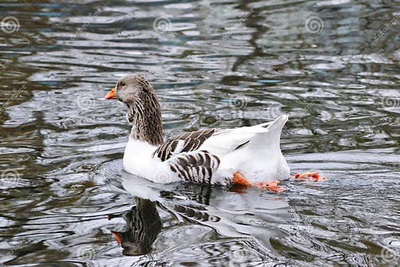 Goose bird in pool stock photo. Image of goose, nature - 195716278