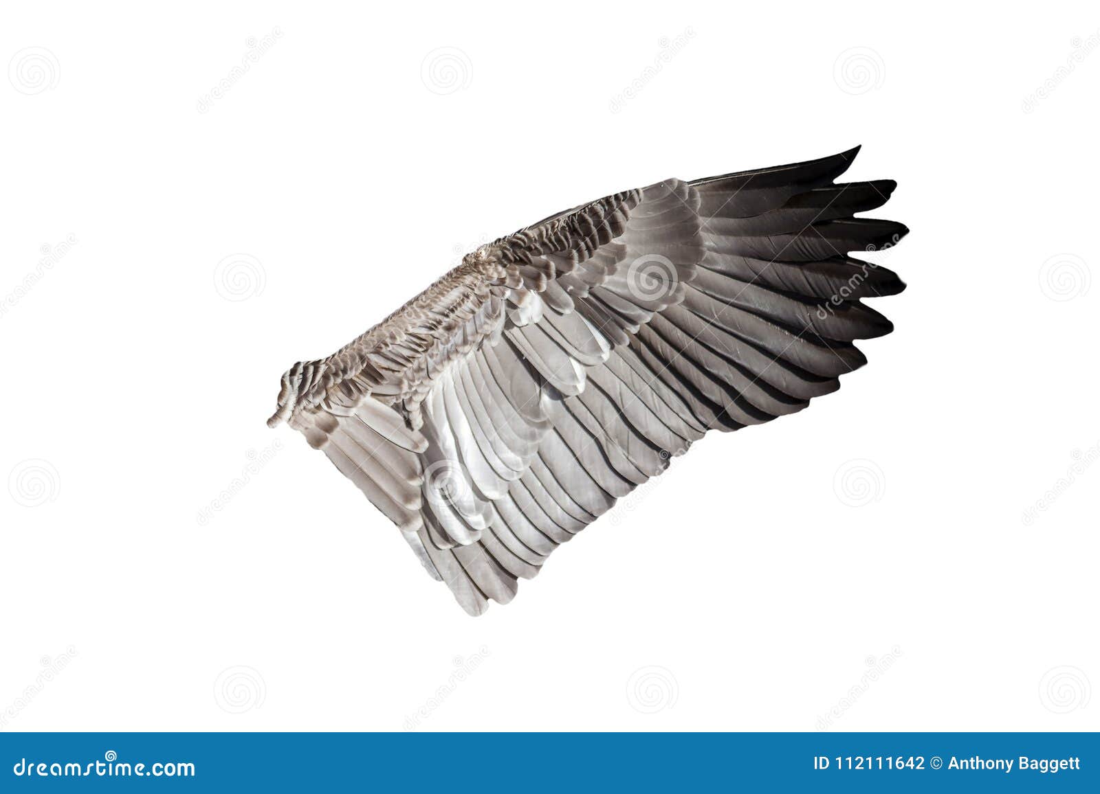 Bird Wing - Skeletal Anatomy Royalty-Free Illustration | CartoonDealer ...