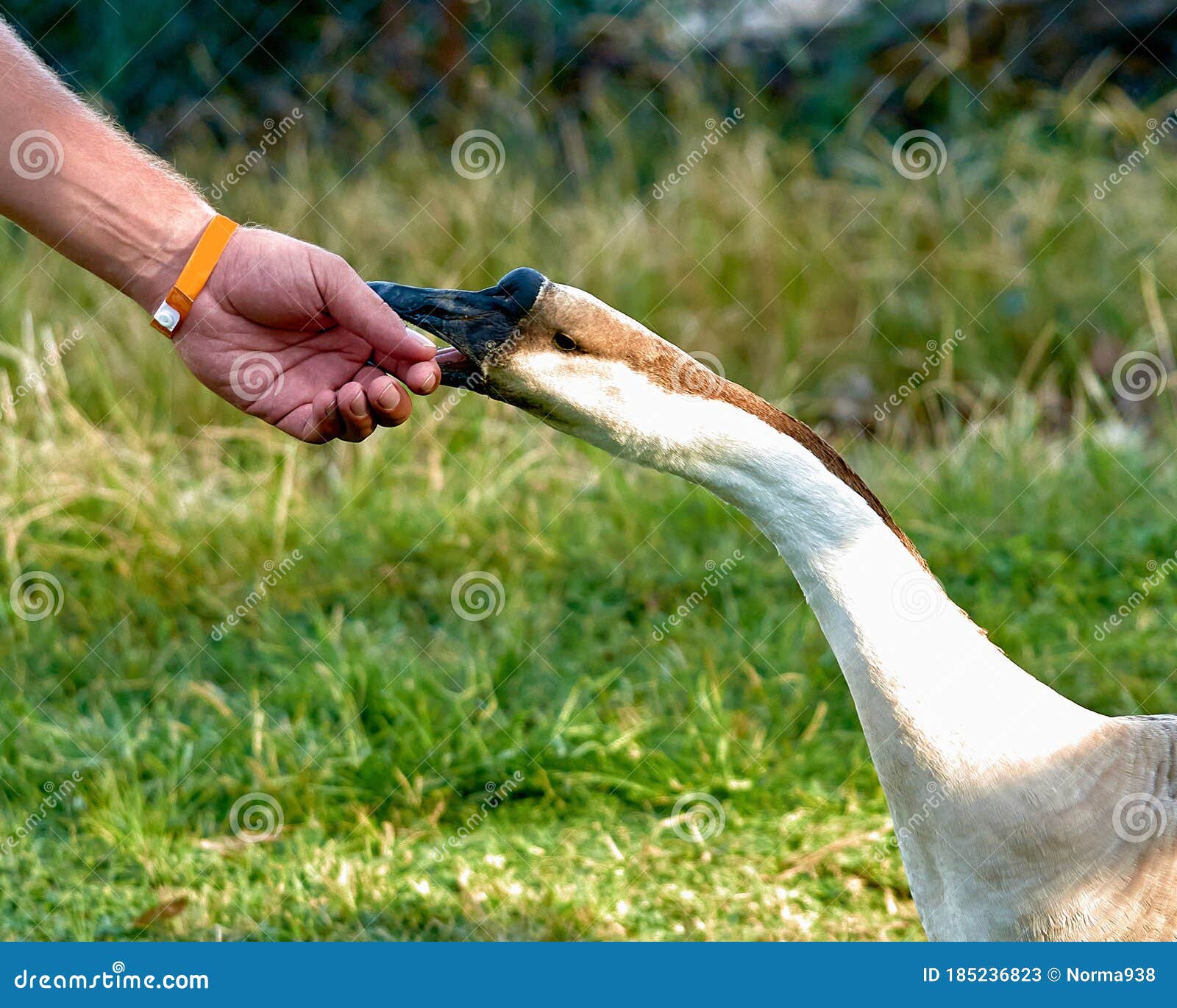 Goose Biting a Man`s hand. stock image. Image of geese - 185236823