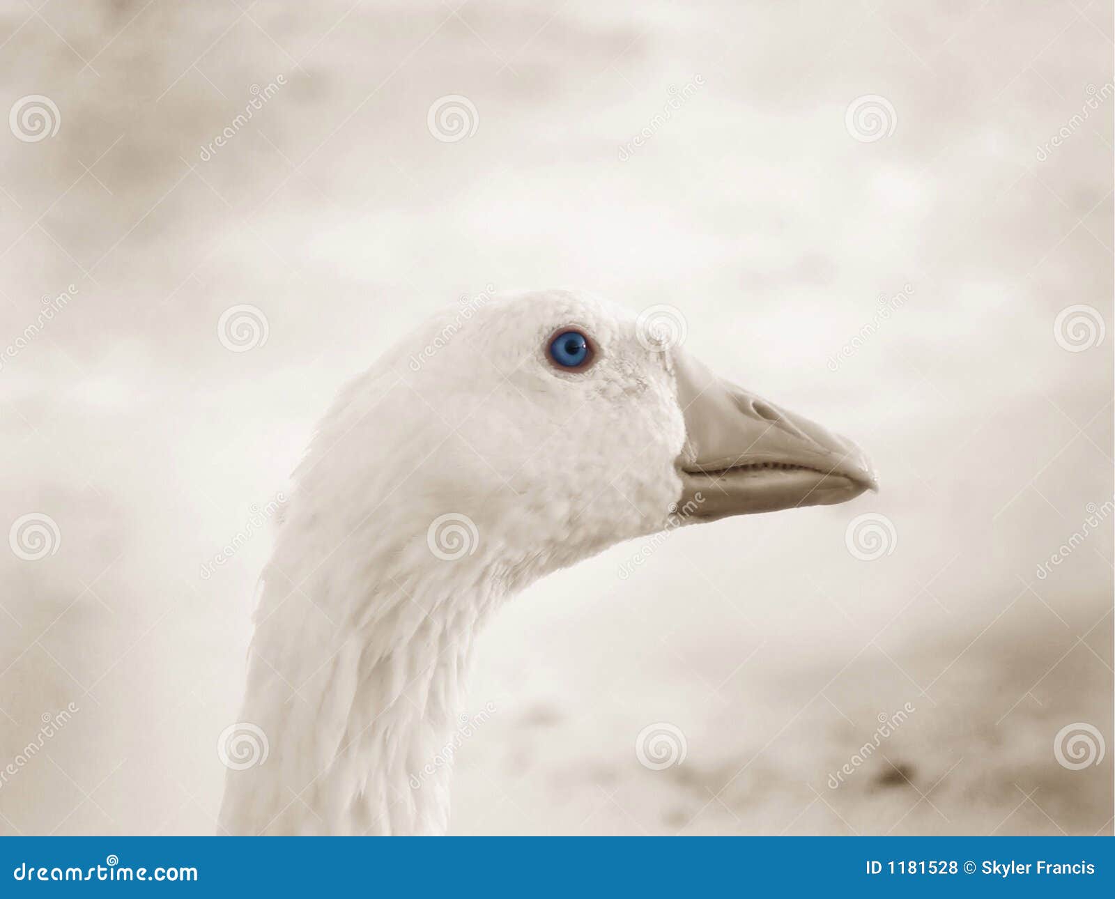 Goose with blue eye stock photo. Image of fowl, wild, long - 1181528