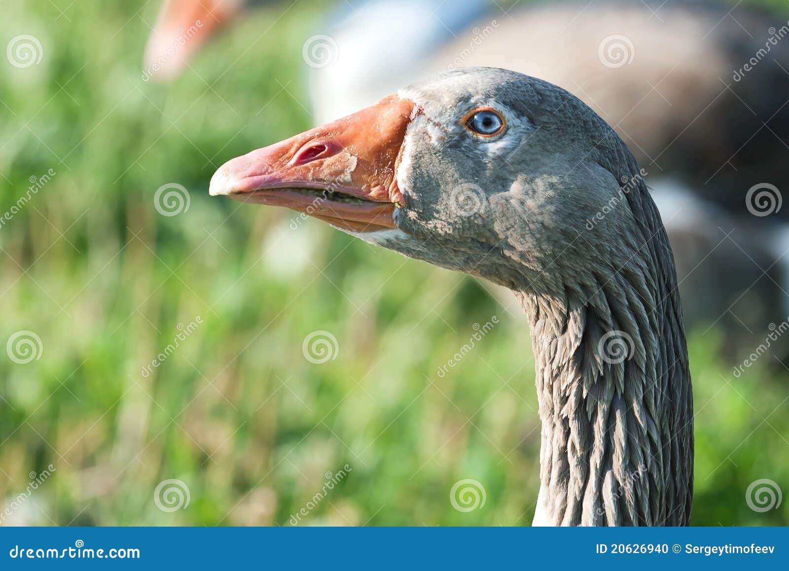 Goose with a blue eye stock photo. Image of plumage, nature - 20626940