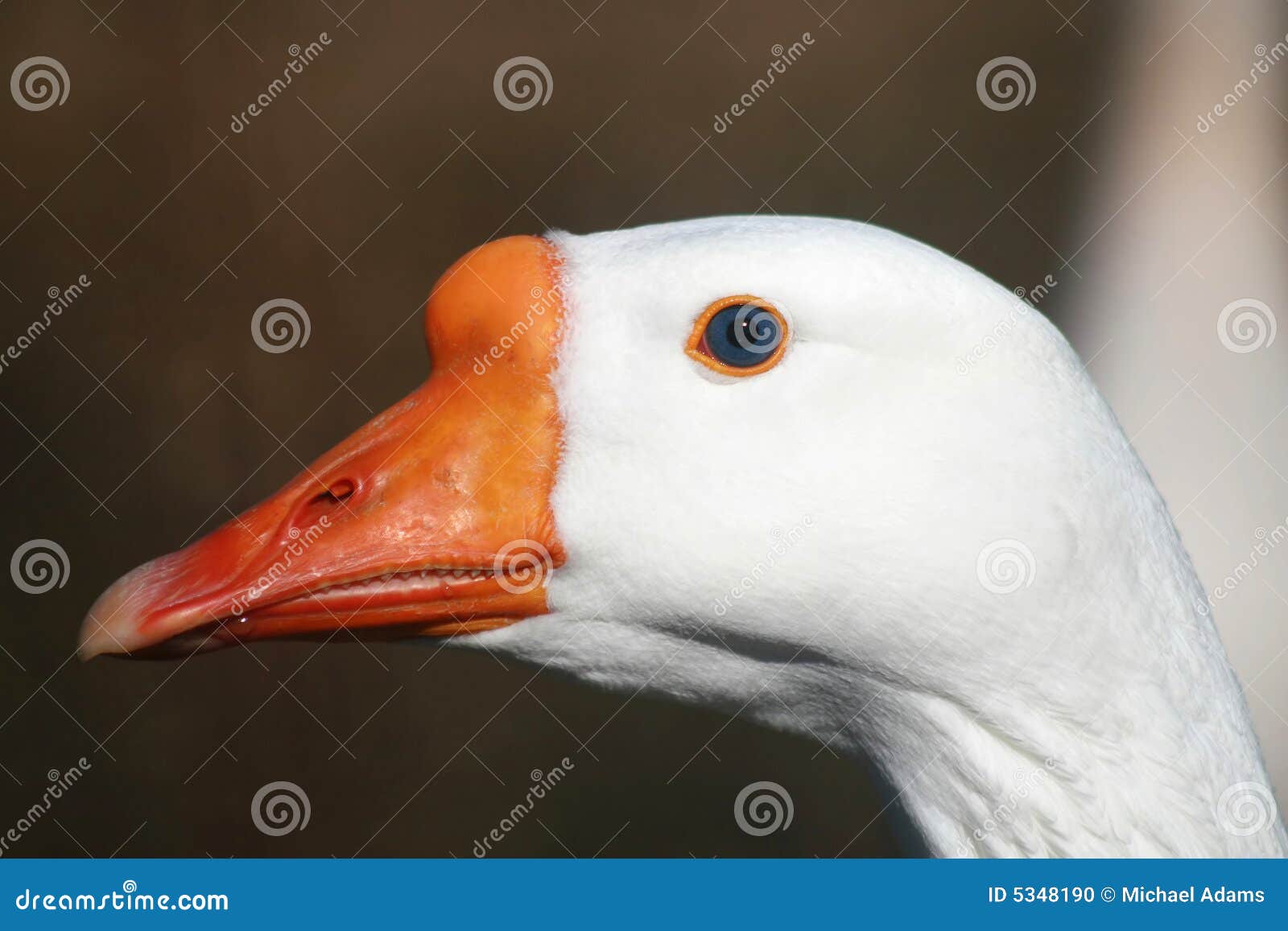 Goose with Blue Eyes stock photo. Image of animal, goose - 5348190