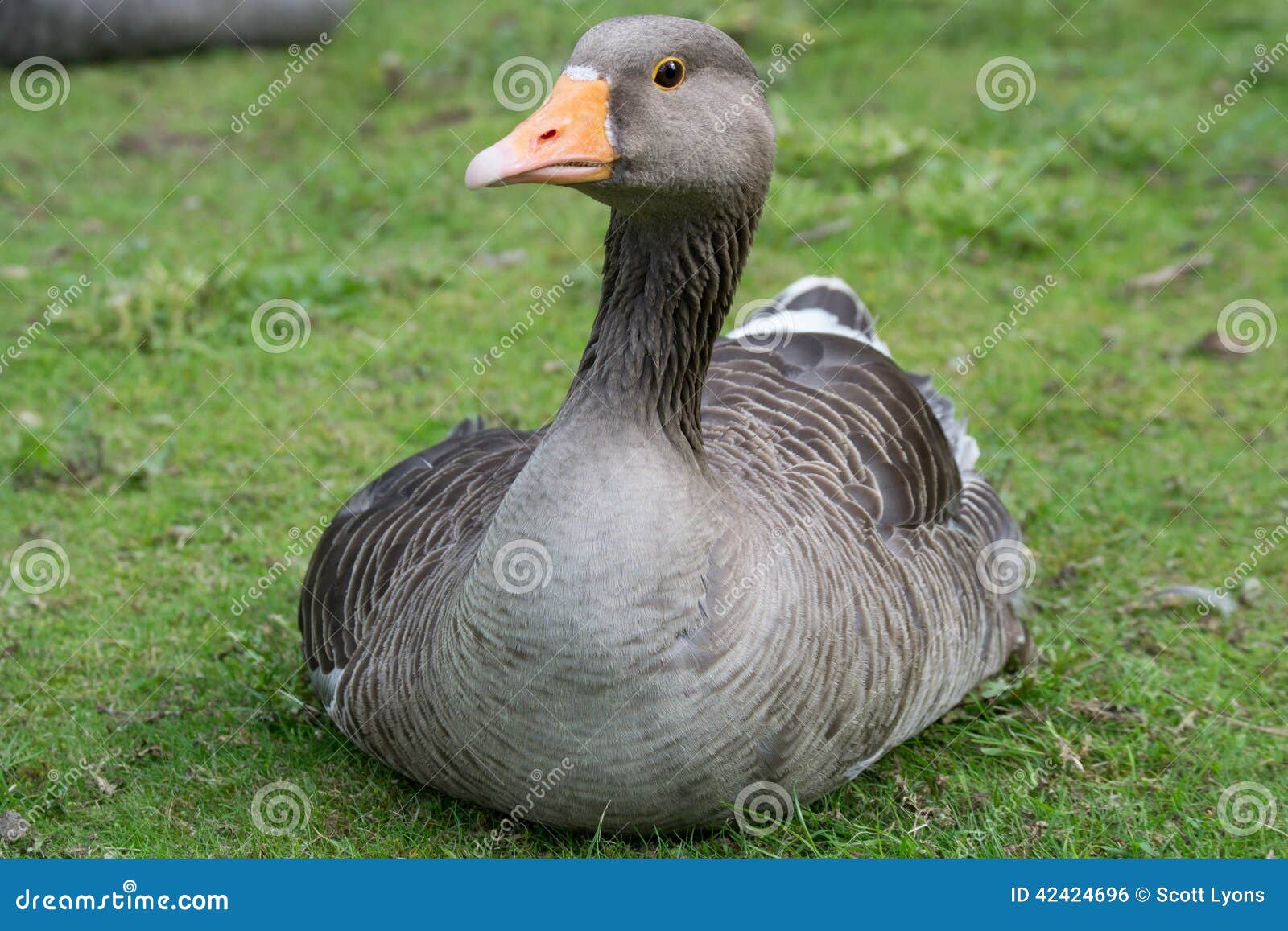 Goose Body Sitting Front stock photo. Image of duck, animal - 42424696
