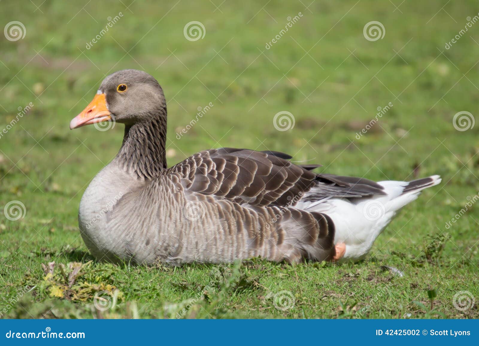 Goose Body Sitting stock photo. Image of geese, park - 42425002