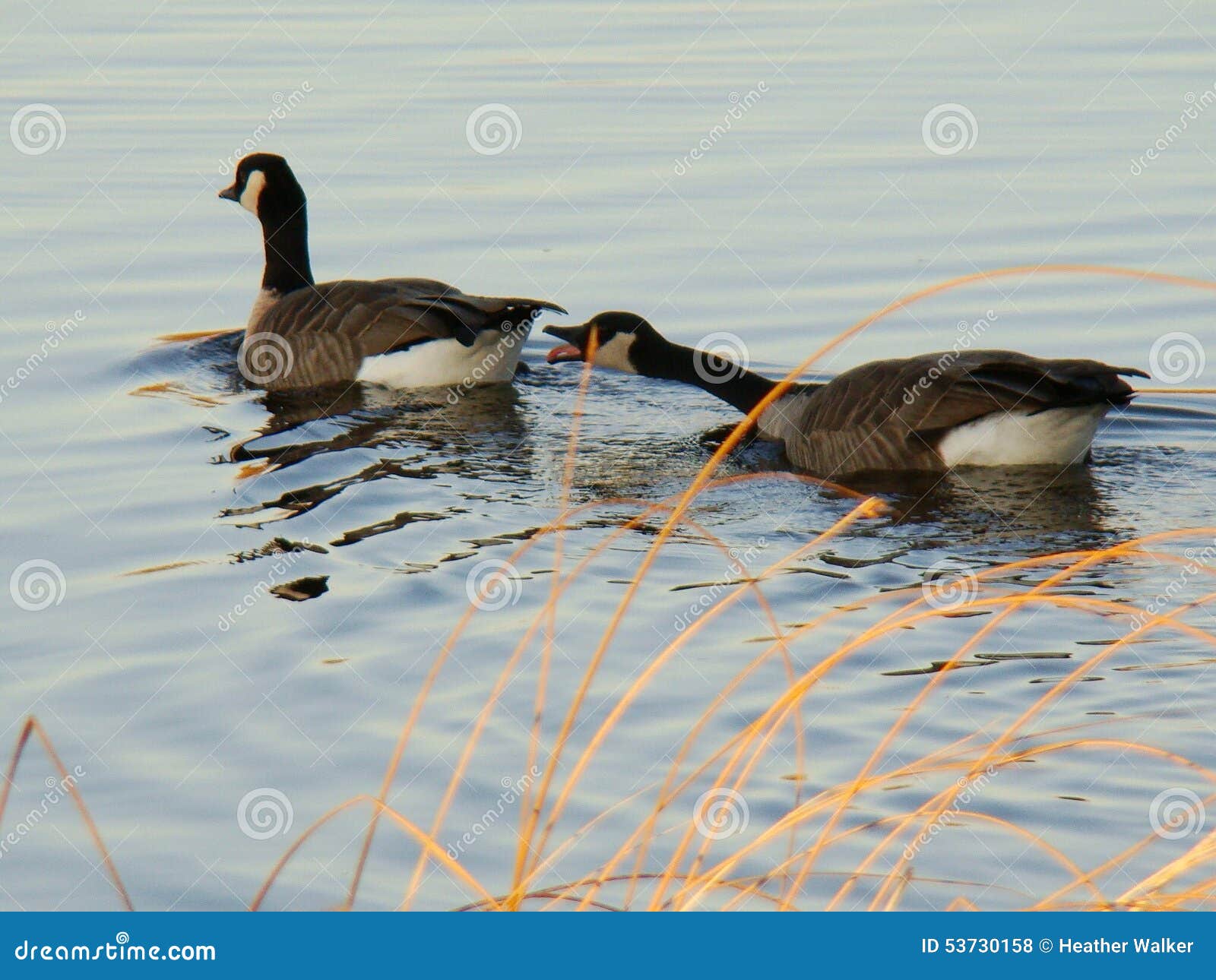 Goose chase stock photo. Image of goose, lake, chasing - 53730158