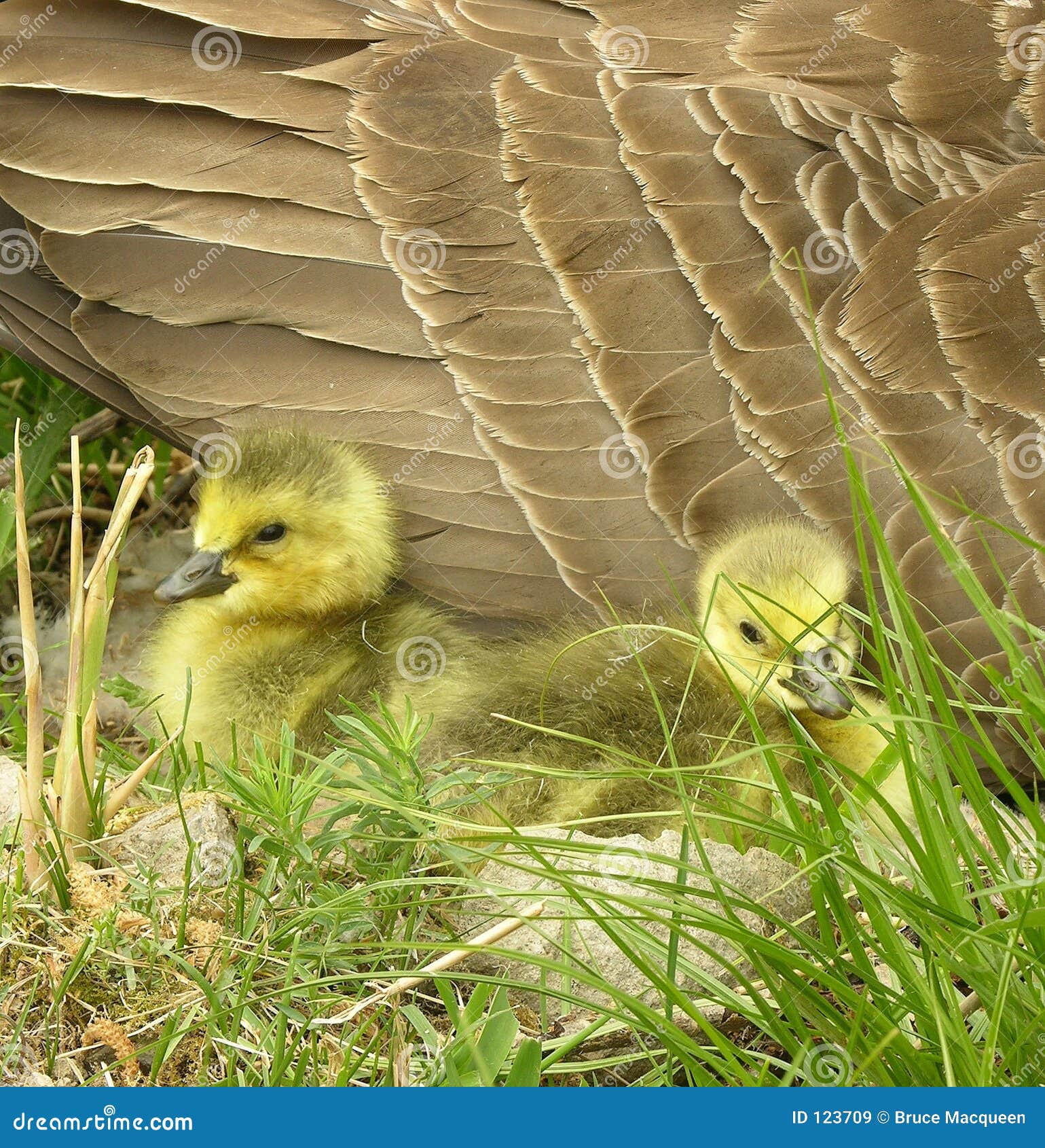 Goose Chicks 1 stock image. Image of waterfowl, parks, wildlife - 123709