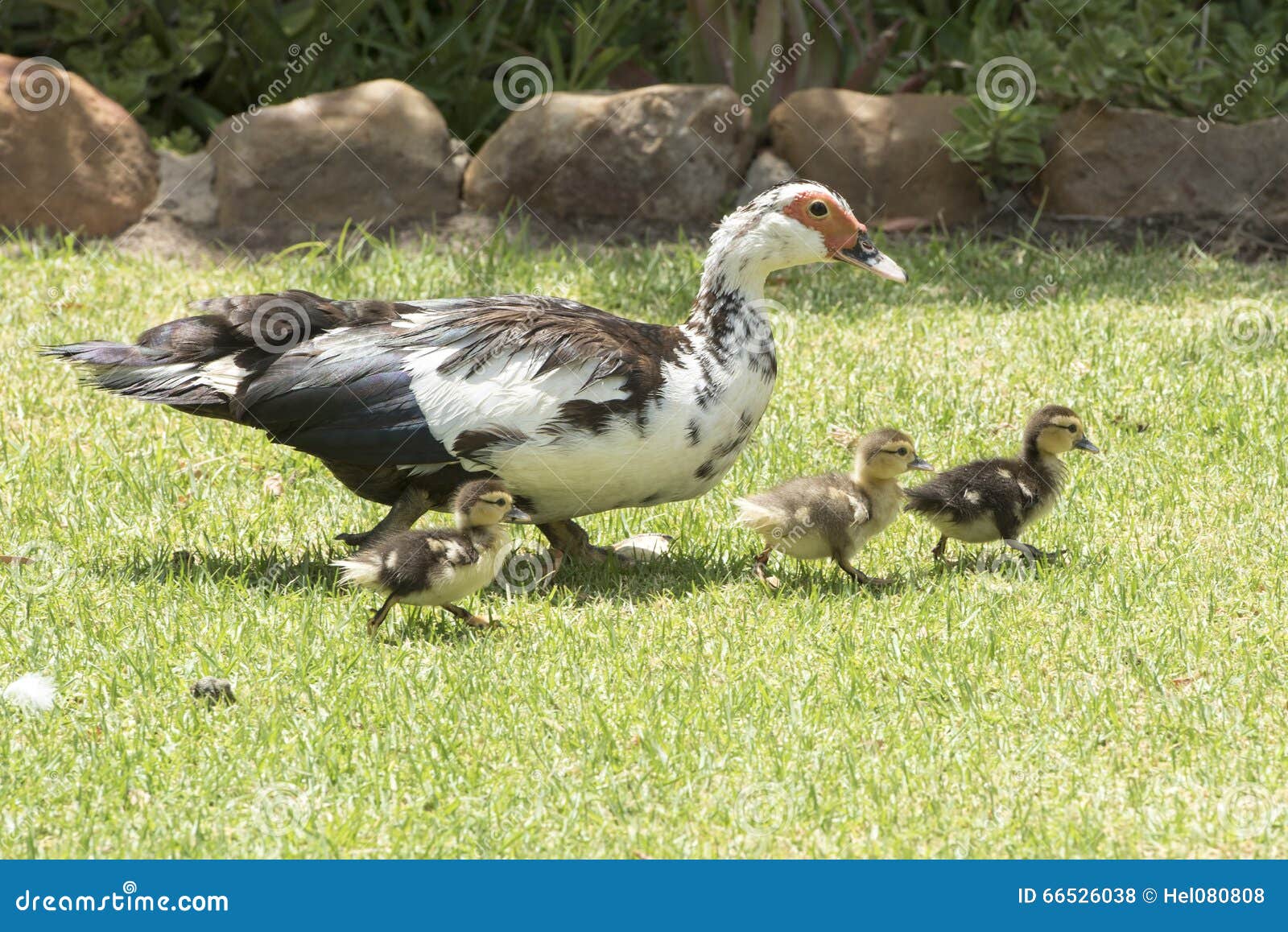 Goose and chicks stock photo. Image of chicks, africa - 66526038
