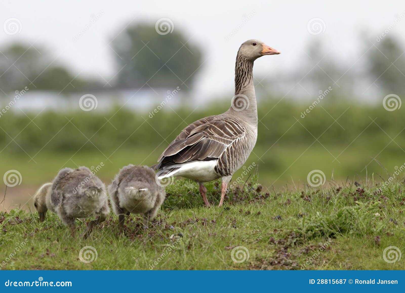 Goose with Chicks on a Grassy Slope in Arnhem Stock Image - Image of ...