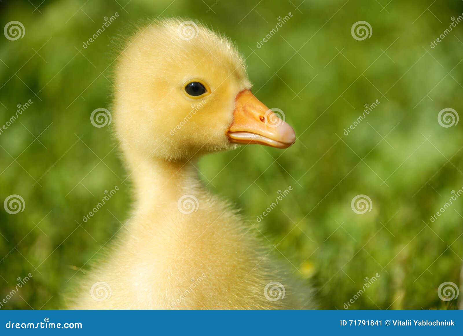 Goose child stock image. Image of babies, foot, bird - 71791841