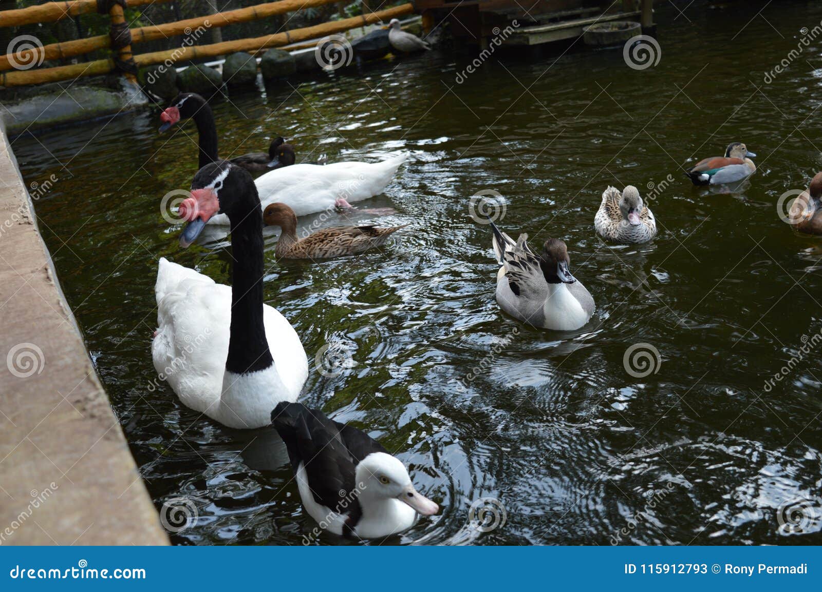 The goose and the child stock image. Image of swim, goose - 115912793