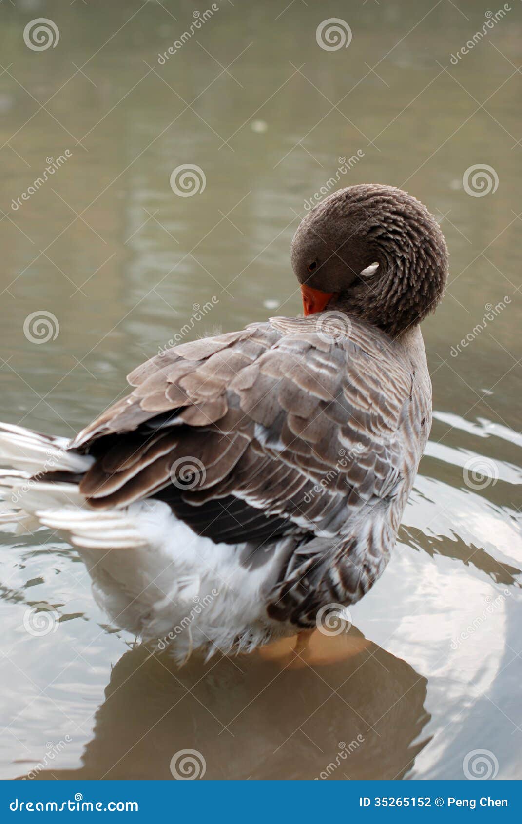 Goose stock photo. Image of poultry, waterfowl, rural - 35265152