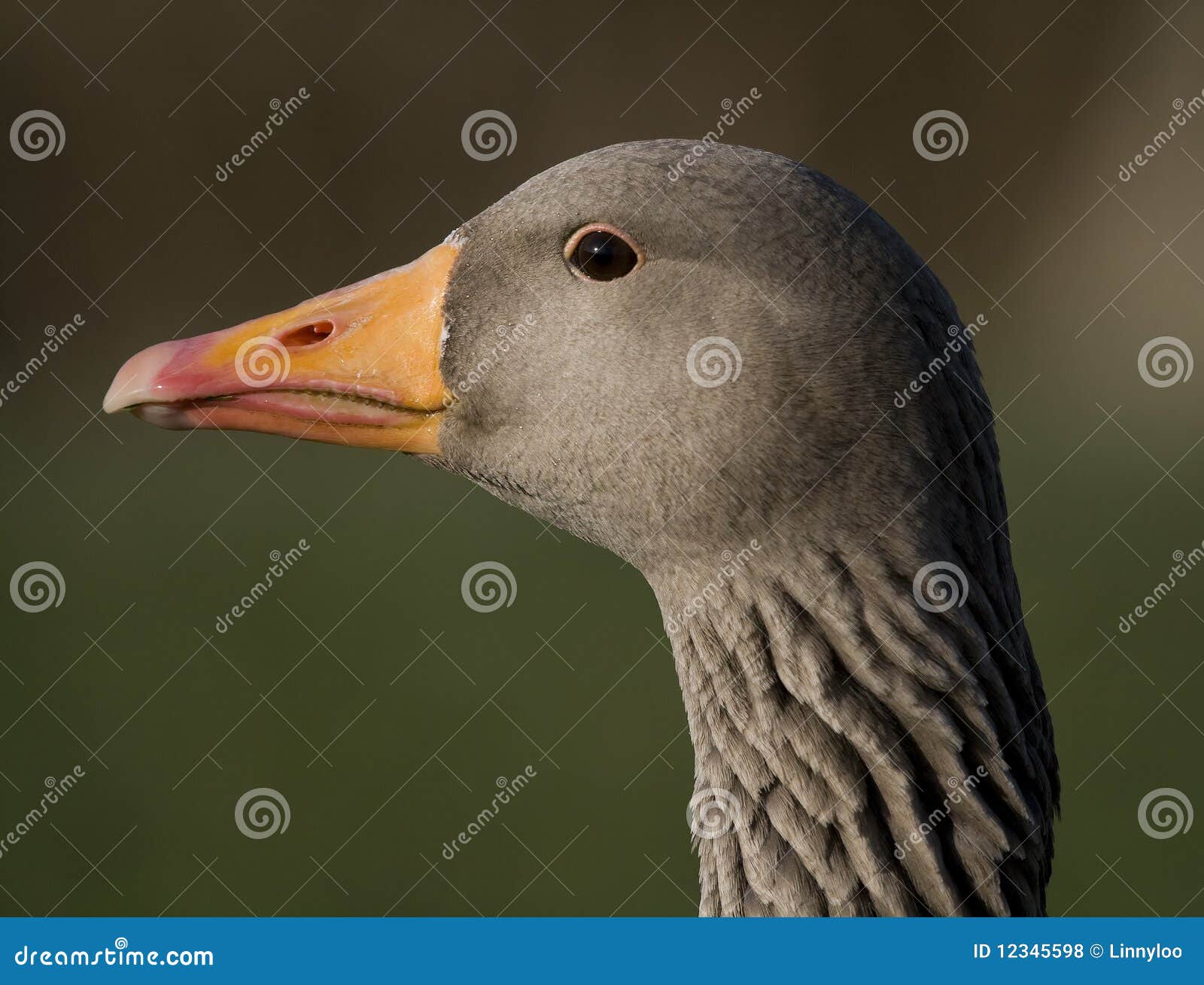 Goose Close-up stock photo. Image of beak, greylag, feathers - 12345598