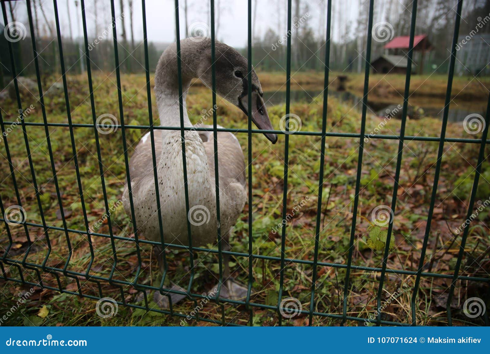 Goose Close-up in a Cage in the Reserve of Belarus Stock Photo - Image ...