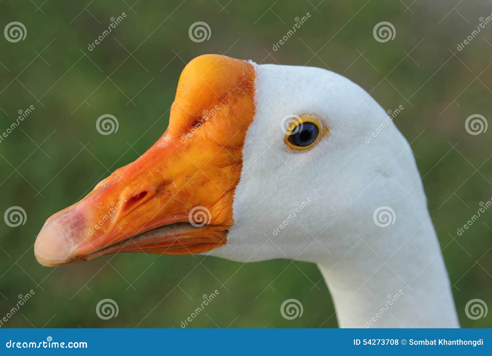 Goose stock photo. Image of goose, closeup, livestock - 54273708