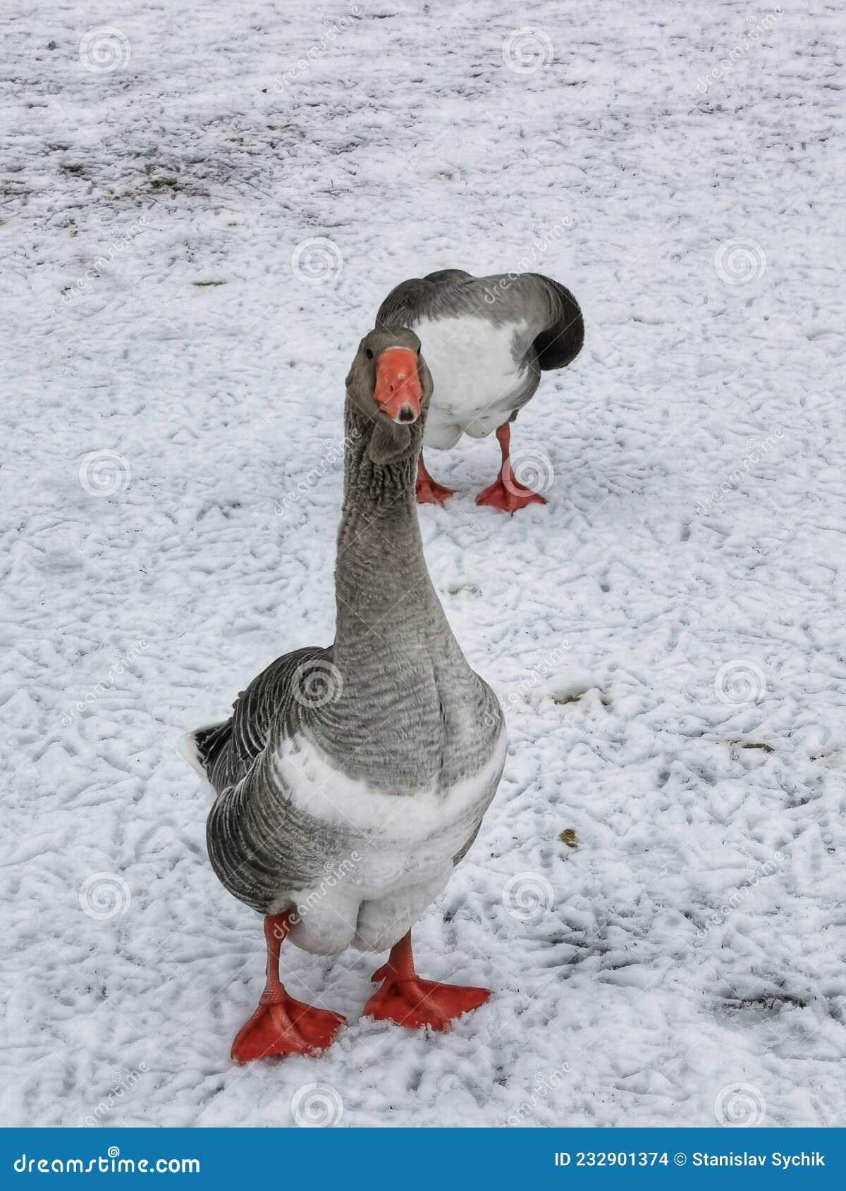 Goose close up stock photo. Image of animal, duck, bird - 232901374