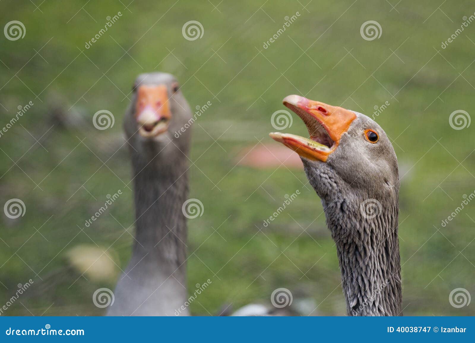 Goose close up portrait stock image. Image of outdoors - 40038747