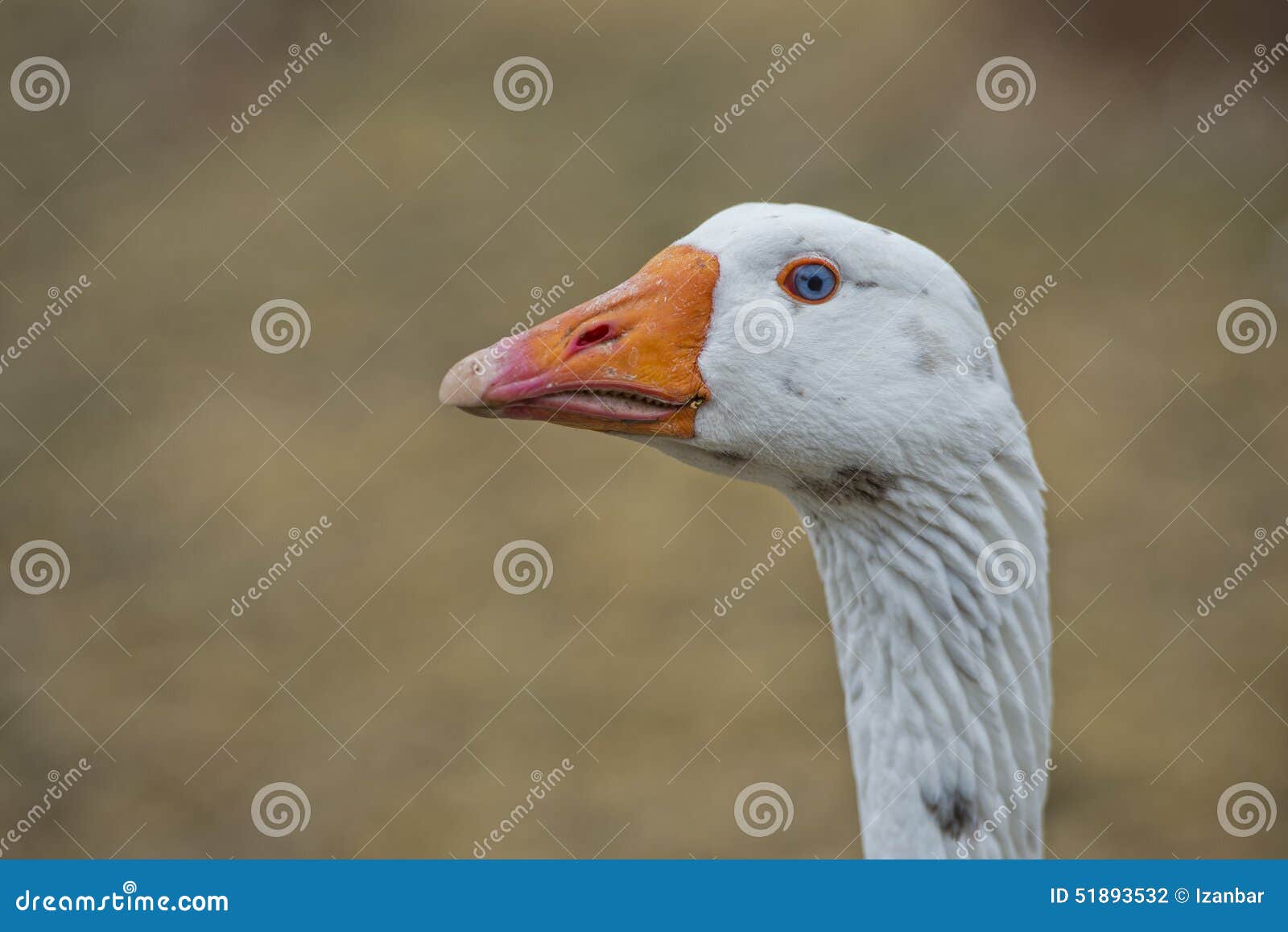 Goose close up portrait stock photo. Image of goose, head - 51893532