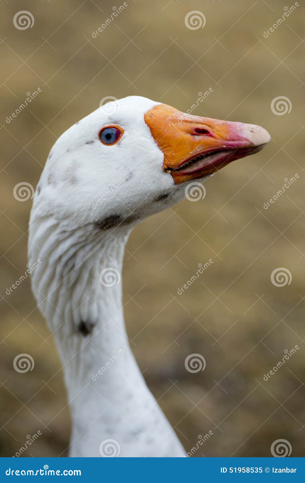 Goose close up portrait stock image. Image of farm, agriculture - 51958535