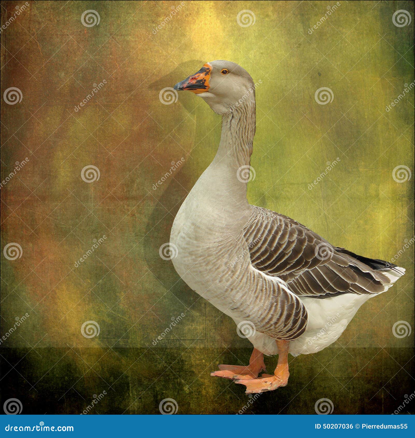 Goose on color texture stock photo. Image of bird, crisp - 50207036